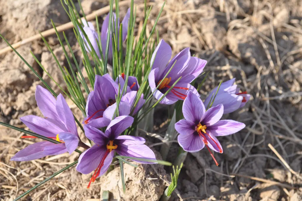 Crocus Flower - Interesting Facts and Saffron Uses – A to Z Flowers