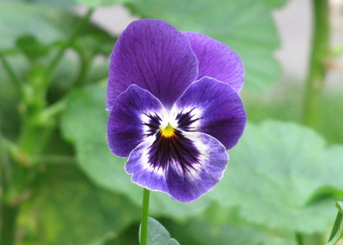Violet Flower (Viola) - Interesting Facts, Meaning and Symbolism – A to ...
