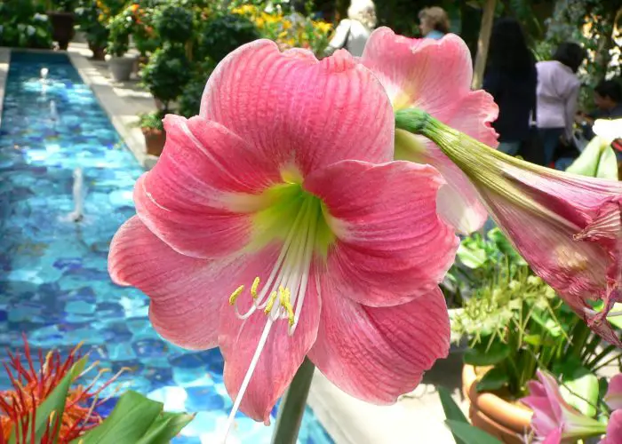Hippeastrum (Amaryllis) | A to Z Flowers