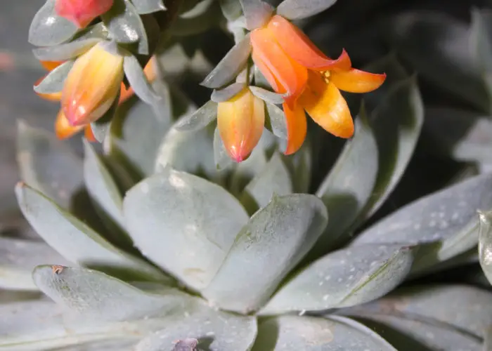 Echeveria (Hen and Chicks) | A to Z Flowers