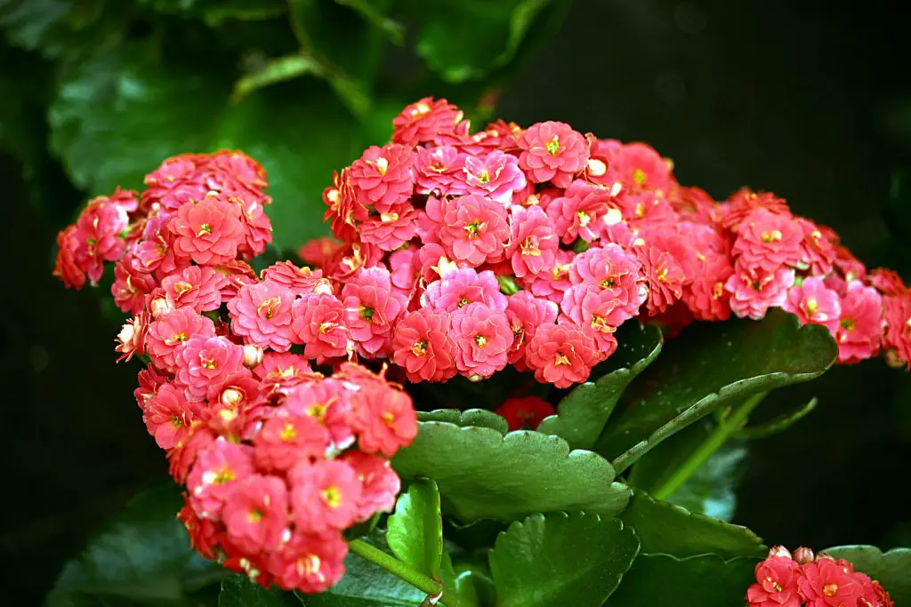 Kalanchoe (Kalanchoe) – A to Z Flowers