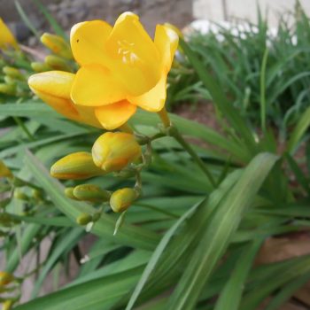 Flowers that symbolize Innocence | A to Z Flowers