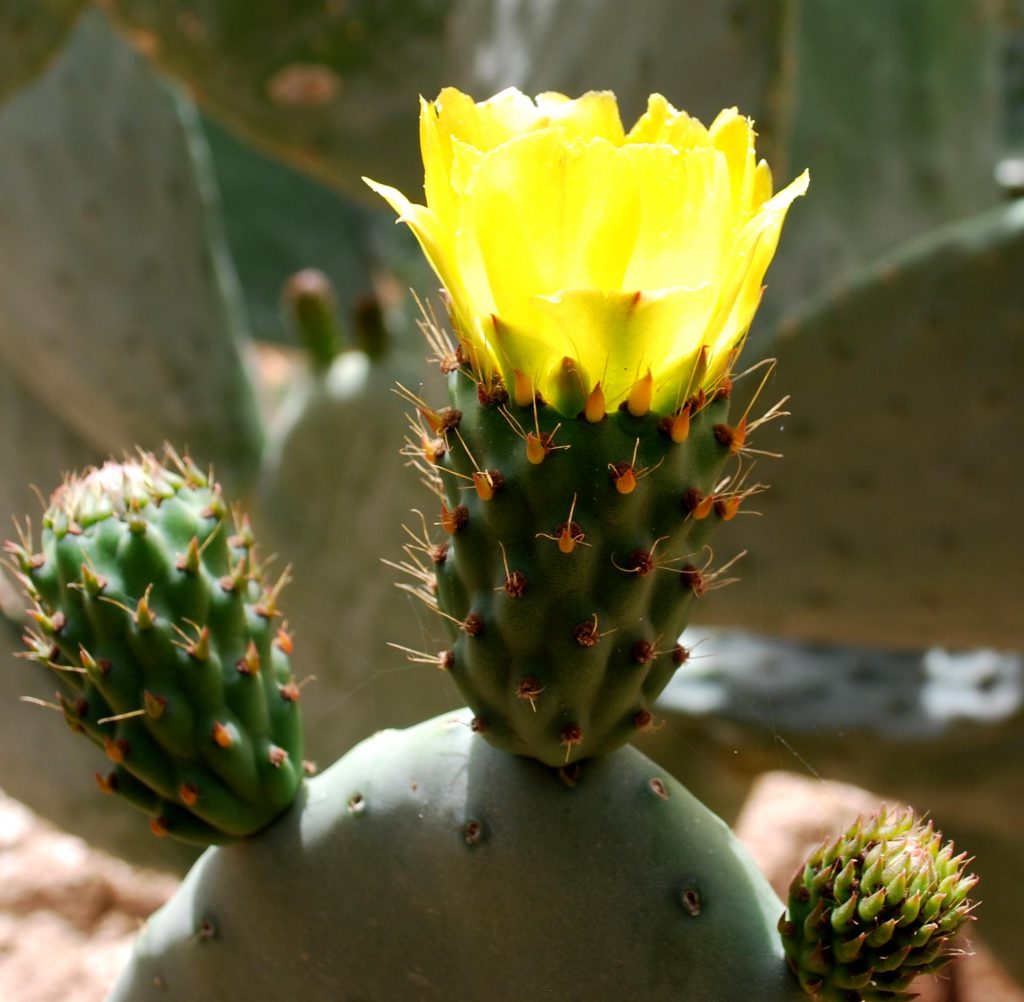 Opuntia (Prickly Pear) – A to Z Flowers