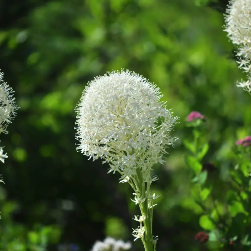 Flowers that symbolize Rebirth – A to Z Flowers