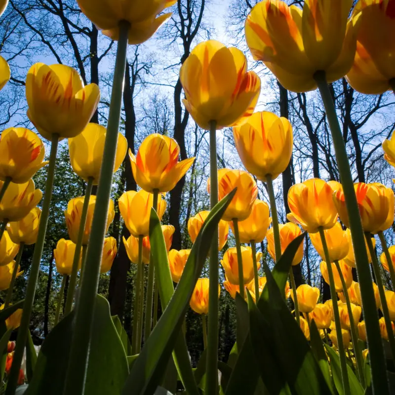 Flowers that symbolize Purity – A to Z Flowers