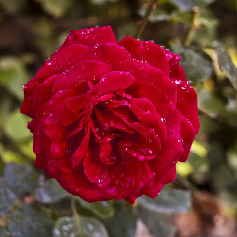 Flowers that start with letter R – A to Z Flowers