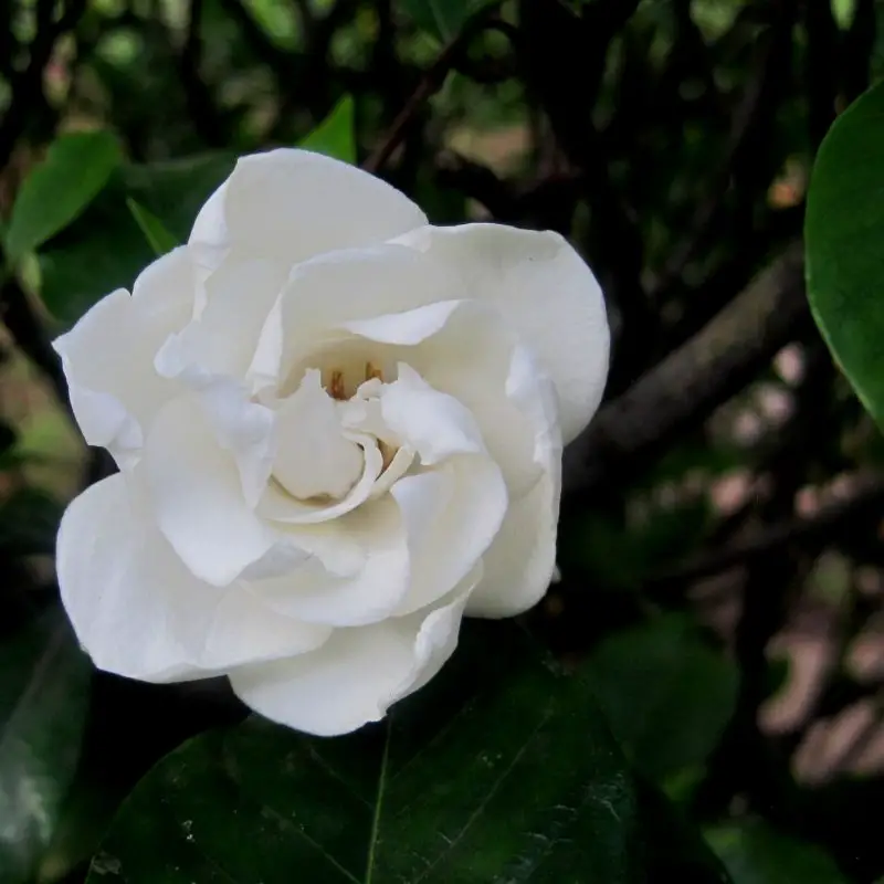 Flowers that start with letter G – A to Z Flowers