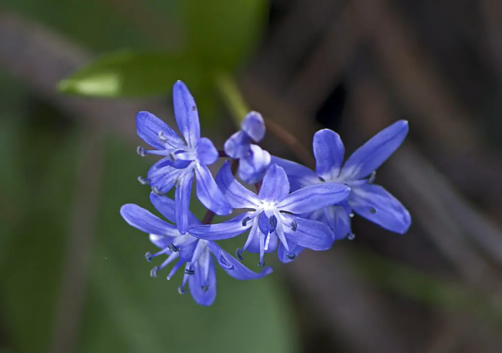 Scilla (Squill) – A to Z Flowers