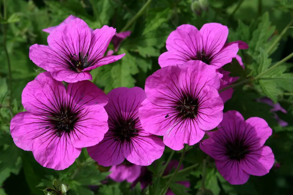 Geranium (Cranesbills) – A to Z Flowers