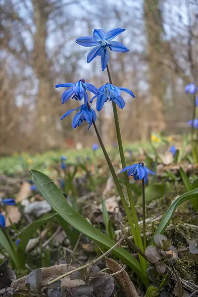 Scilla (Squill) – A to Z Flowers