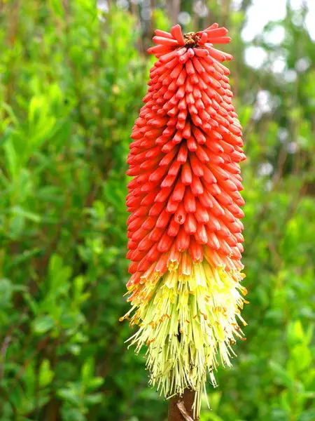 Kniphofia (Red Hot Pokers; Torch Lily; Tritoma) – A to Z Flowers