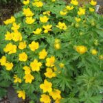 Trollius (Globe Flower) – A to Z Flowers