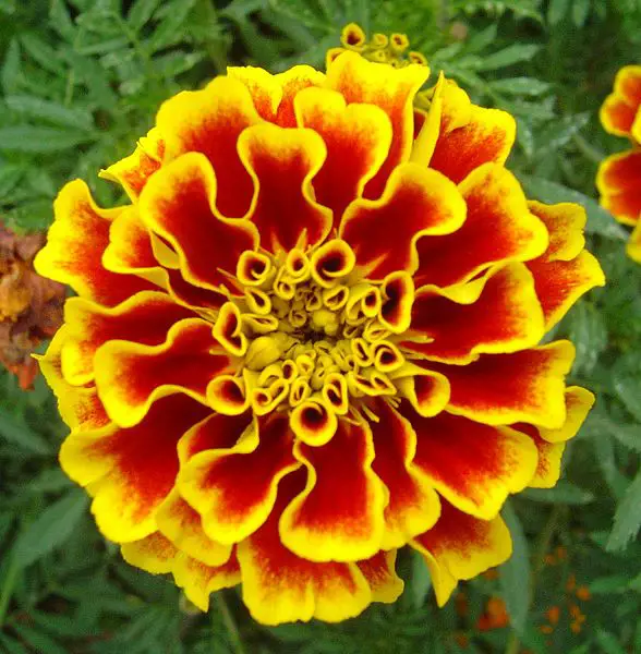 Tagetes (Marigold) – A to Z Flowers