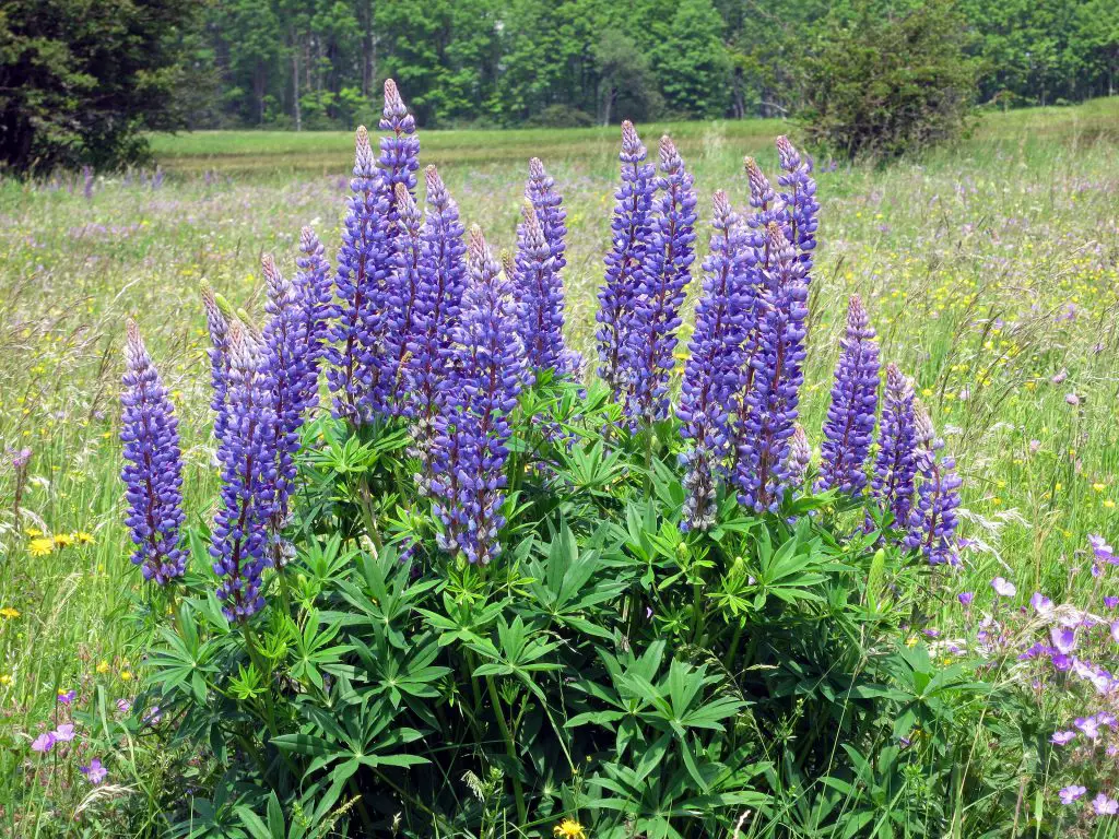 Lupinus (Lupine; Lupin) – A to Z Flowers