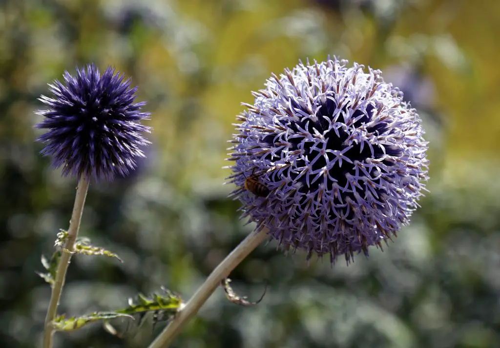 Echinops (Globe Thistle) – A to Z Flowers