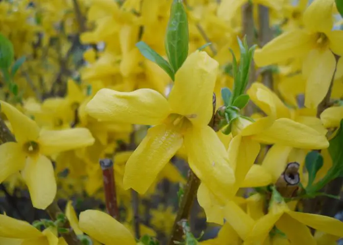 Forsythia (Golden Bell) | A to Z Flowers