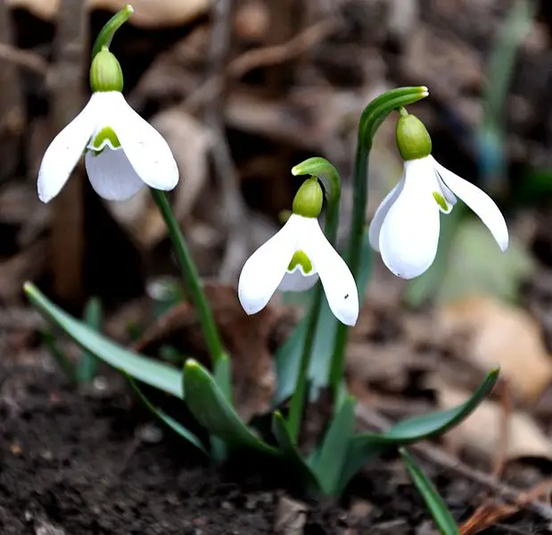 Galanthus (Snowdrops) - Facts, Meaning and Uses – A to Z Flowers