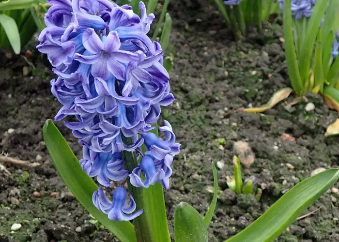 Hyacinthus (Hyacinth) | AtoZFlowers.com