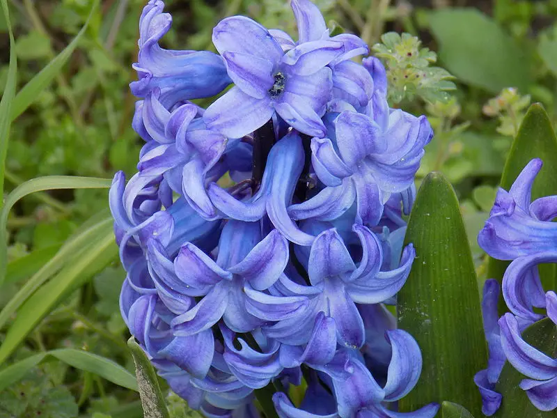 Hyacinthus (Hyacinth) – A to Z Flowers