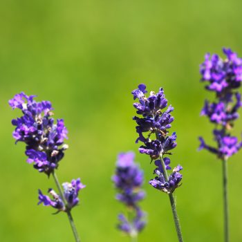 Plant & flower types and classification | A to Z Flowers