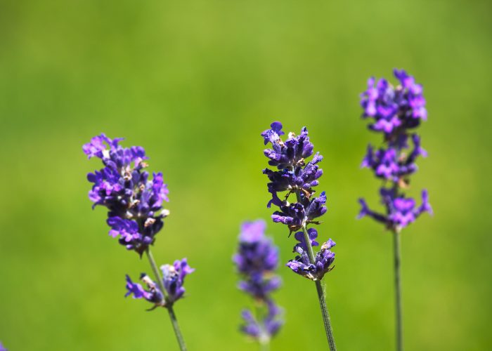 Lavandula (Lavender) | A to Z Flowers