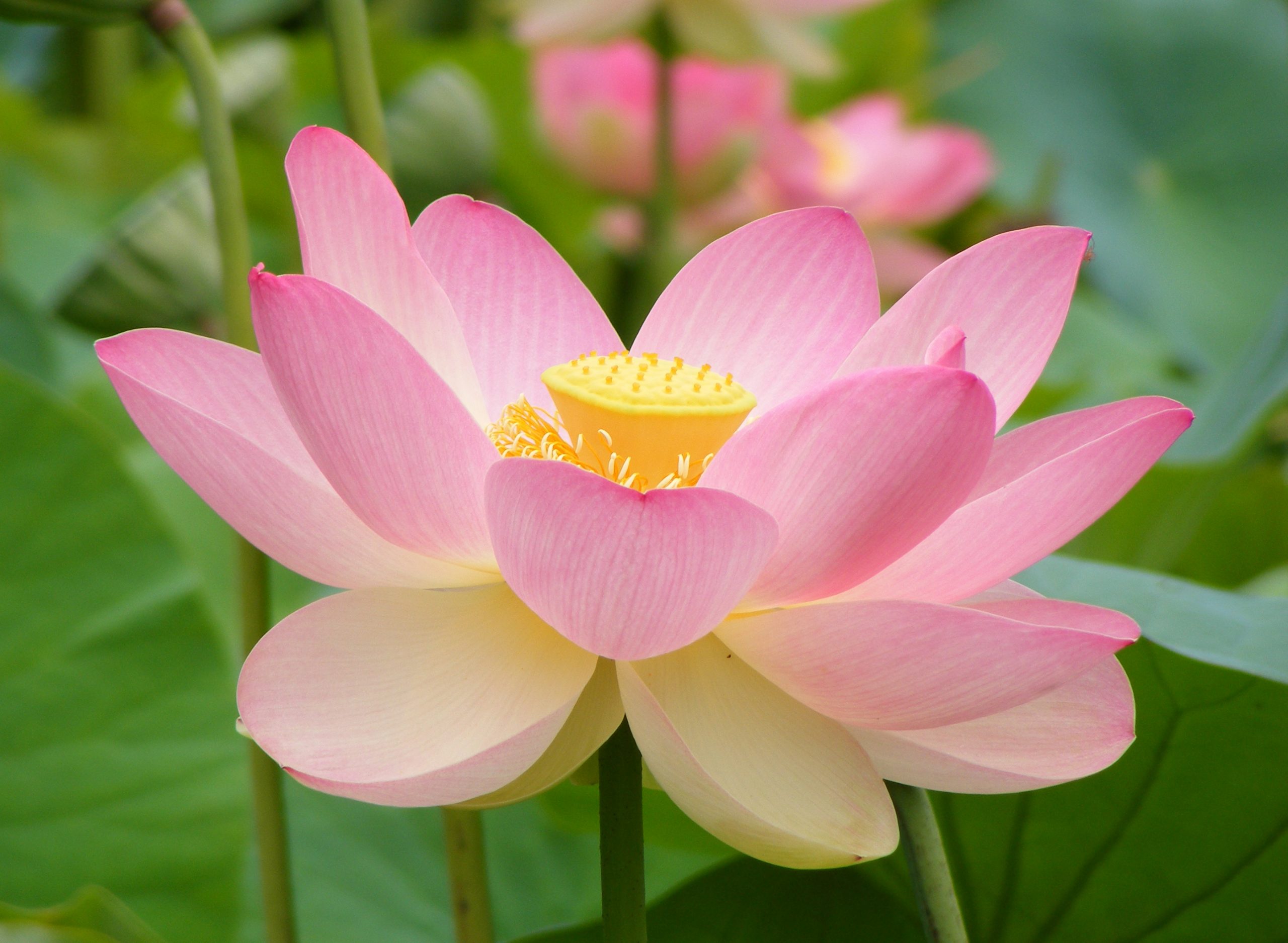 Nelumbo (Lotus) - Interesting Facts and Meaning – A to Z Flowers