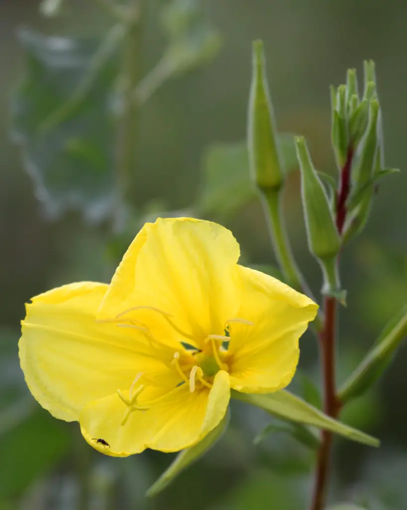 Oenothera (Evening Primrose; Sundrops; Suncups) | A to Z Flowers