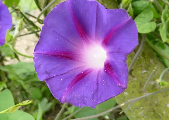 Ipomoea (Morning Glory; Kangkung) | A to Z Flowers