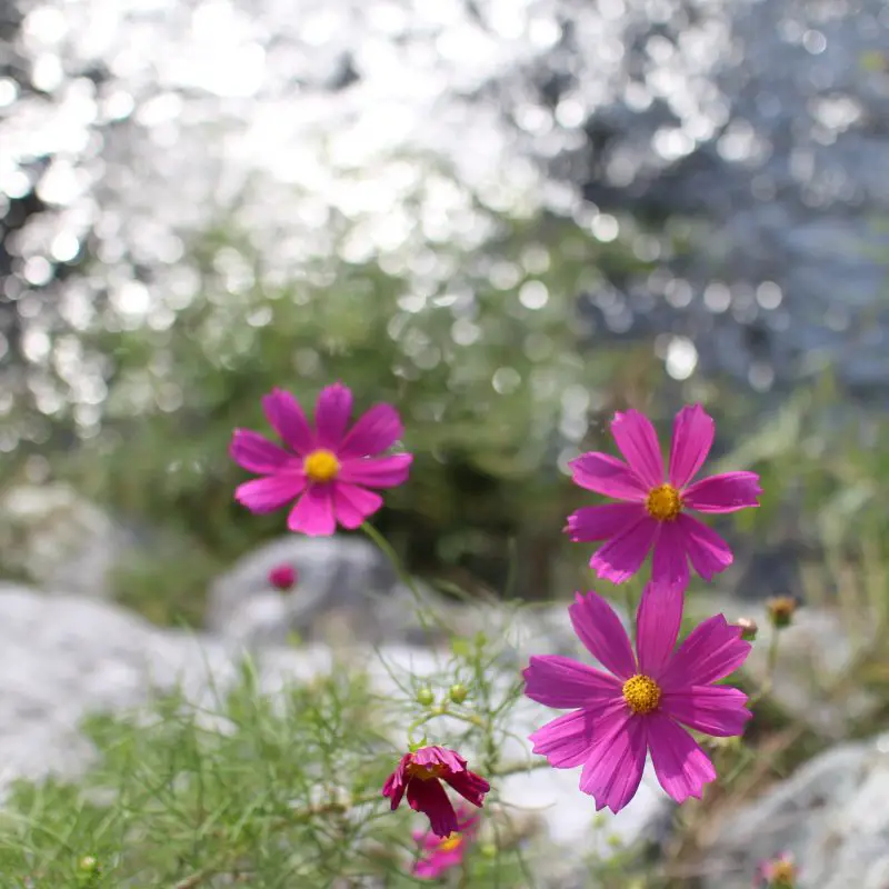 Cornflower (Centaurea) - Meaning, Symbolism and Uses – A to Z Flowers