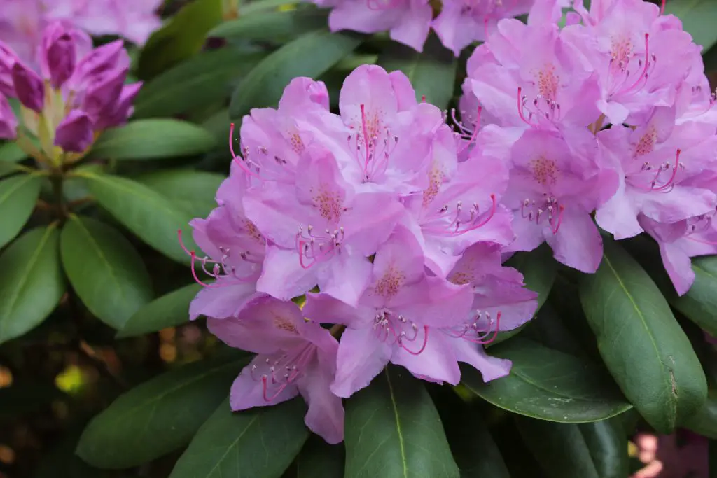 Rhododendron (Azalea) – A to Z Flowers