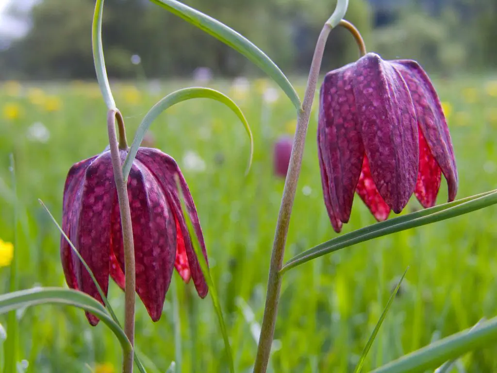 Fritillaria (Checkered Lily; Snakes Head; Crown Imperial) – A to Z Flowers