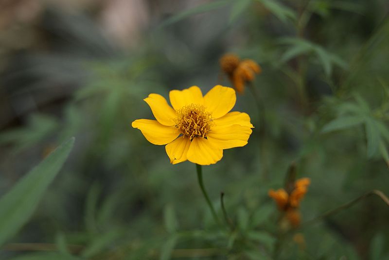 Tagetes (Marigold) – A to Z Flowers
