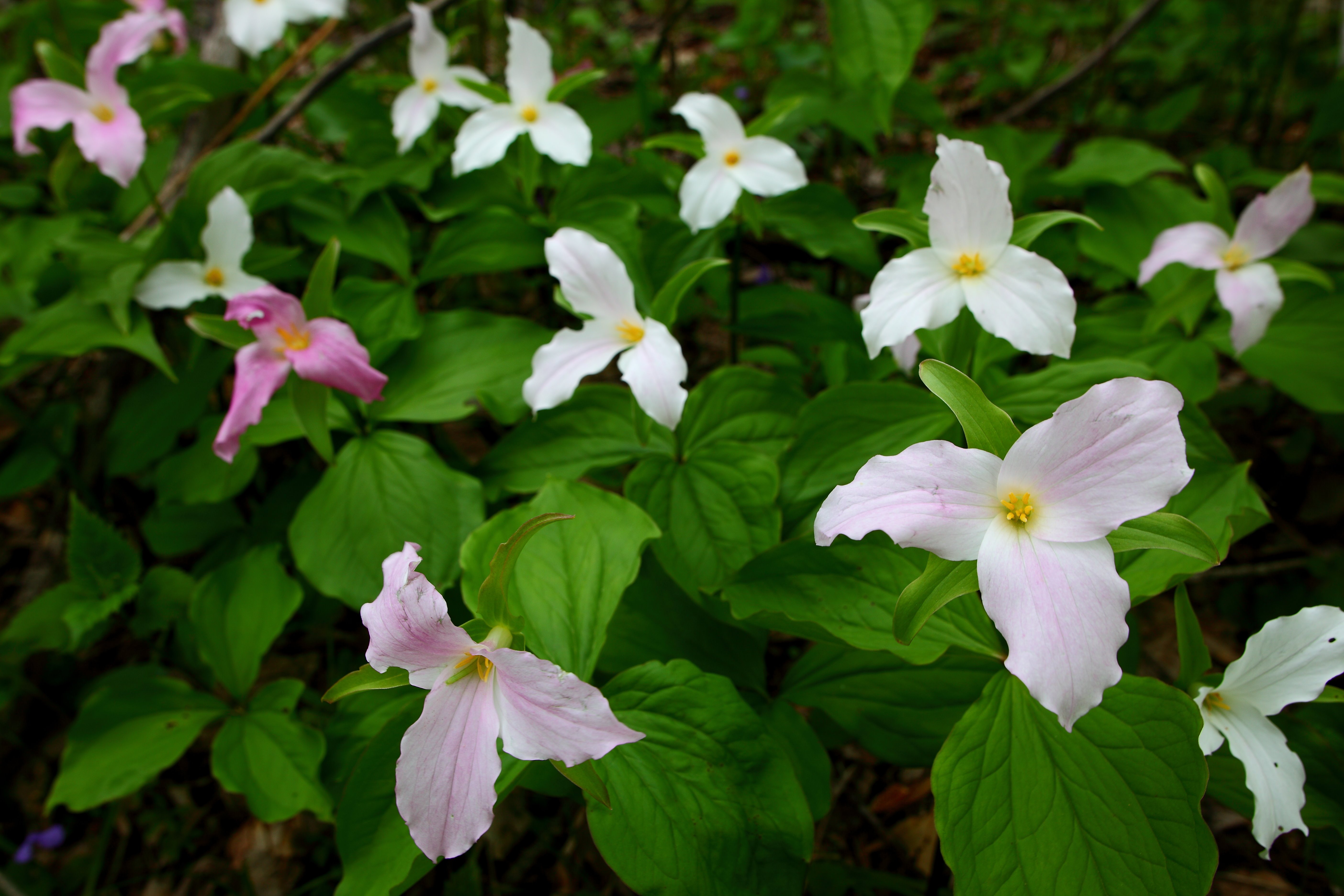 Trillium (Wake Robin; Birthroot) – A to Z Flowers