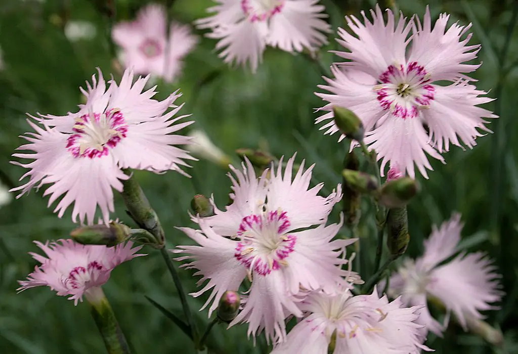Dianthus (Dianthus) – A to Z Flowers
