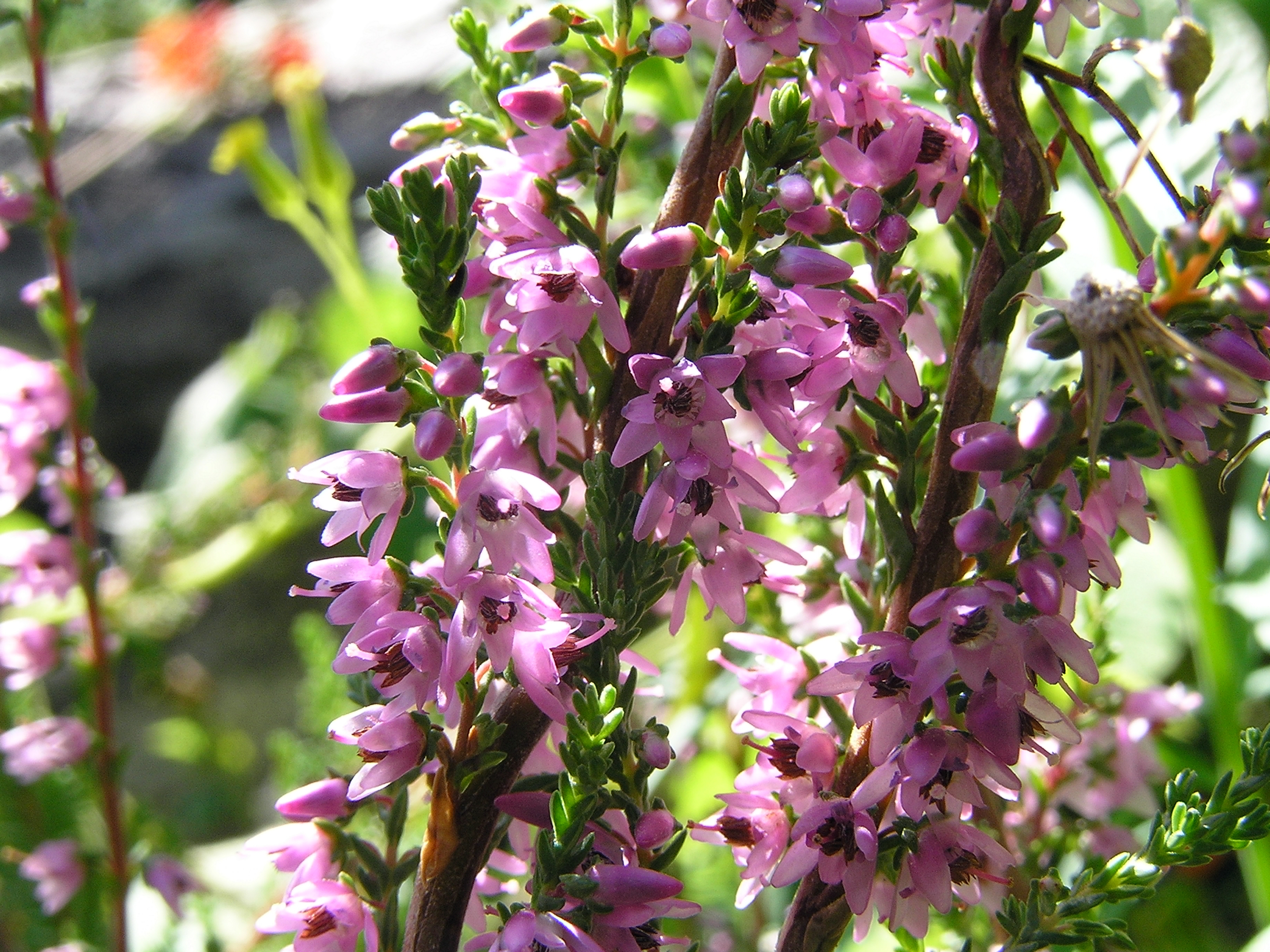 White Heather Flower Meaning