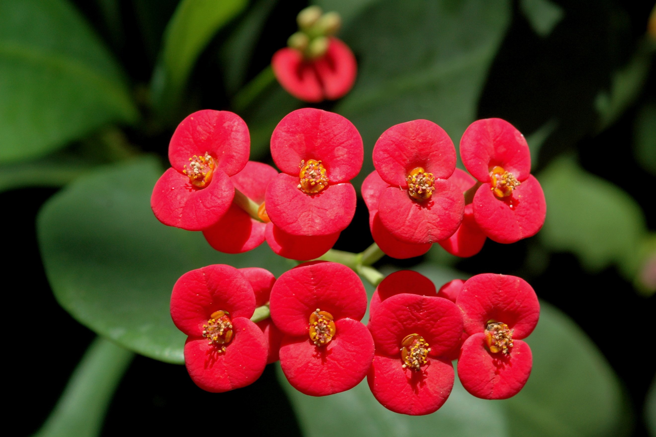 Euphorbia (Spurge) - Interesting Facts and Meaning – A to Z Flowers