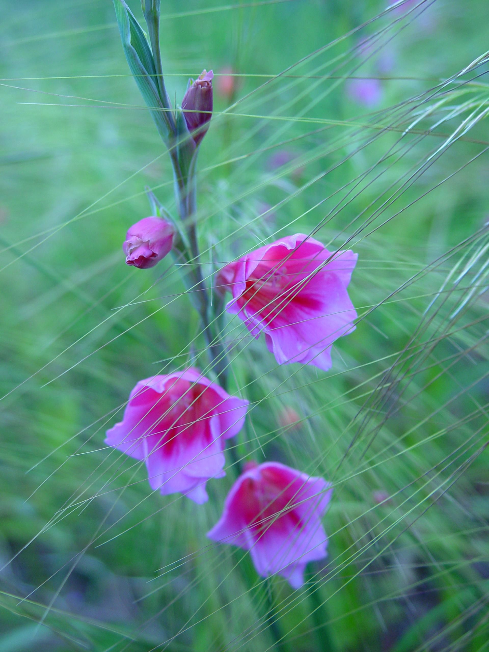 Watsonia (Bugle Lily) – A to Z Flowers