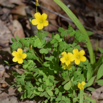 Flowers that begin with O | A to Z Flowers