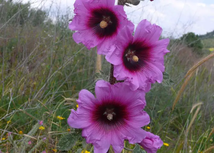Alcea (Hollyhock) | A to Z Flowers