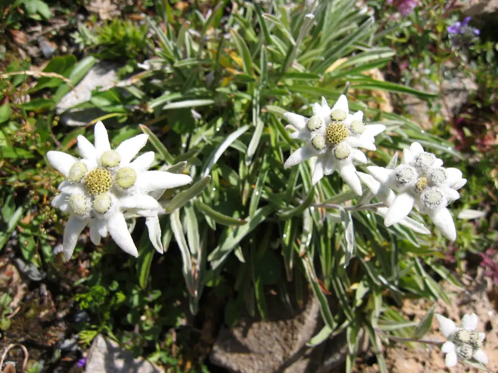 Edelweiss Flower Meaning | Best Flower Site