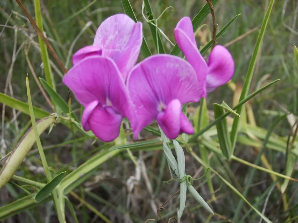 Lathyrus (Sweet Pea ) – A to Z Flowers