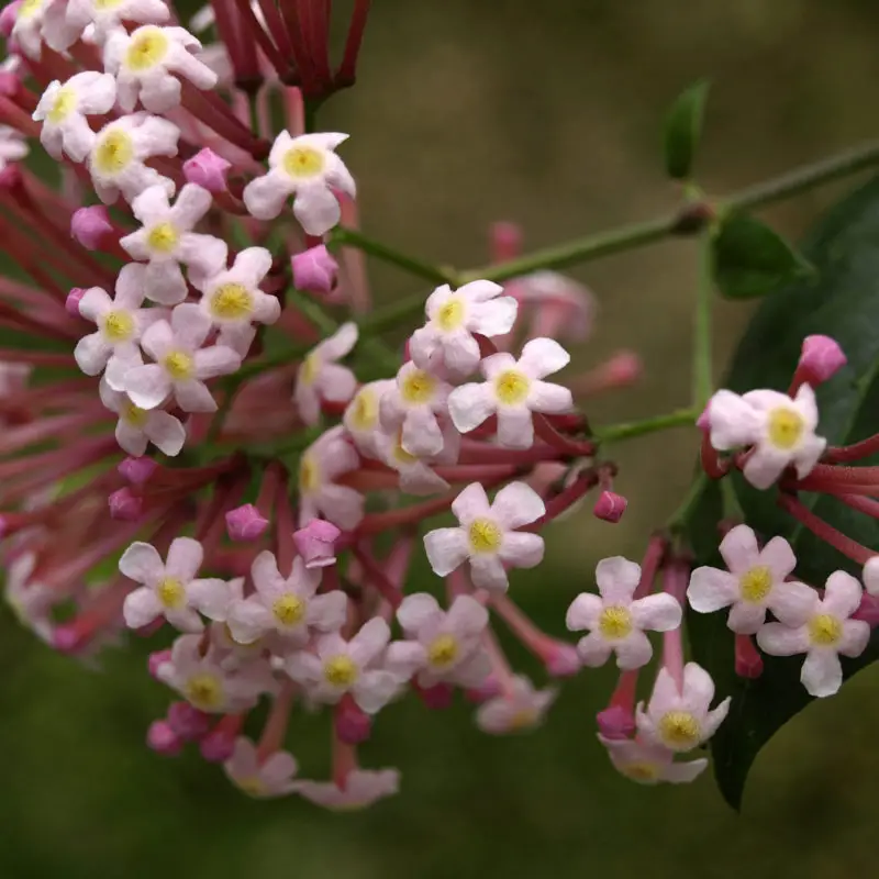 Flowers that start with letter R – A to Z Flowers