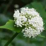 Valeriana (Valerian) – A to Z Flowers