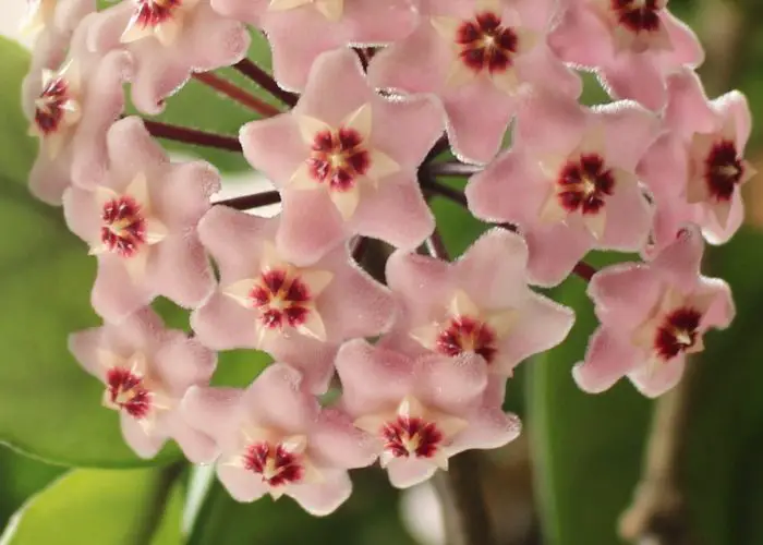 Hoya (Wax Plant) | A to Z Flowers