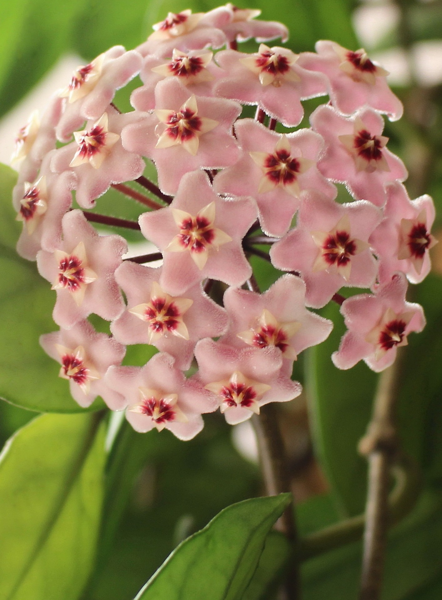 Hoya Wax Plant A To Z Flowers Hoya Wax Plant A To Z Flowers
