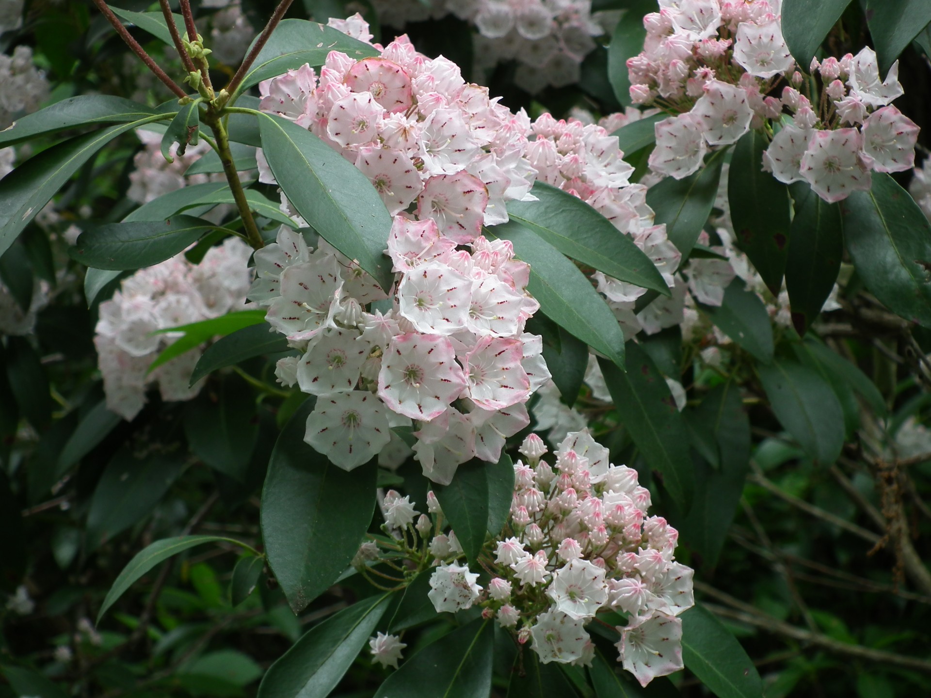 Kalmia (Spoonwood) – A to Z Flowers