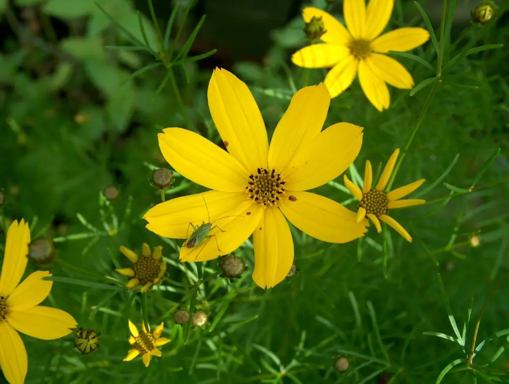 Coreopsis (Tickseed; Calliopsis) – A to Z Flowers