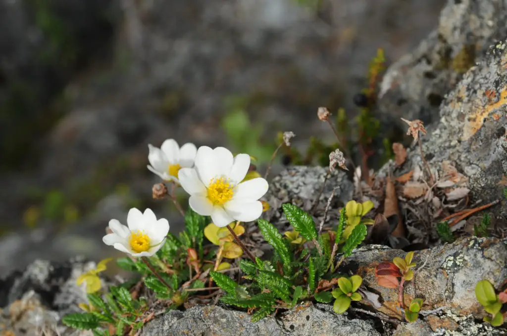 Dryas (Mountain Avens; Holtasoley) – A to Z Flowers