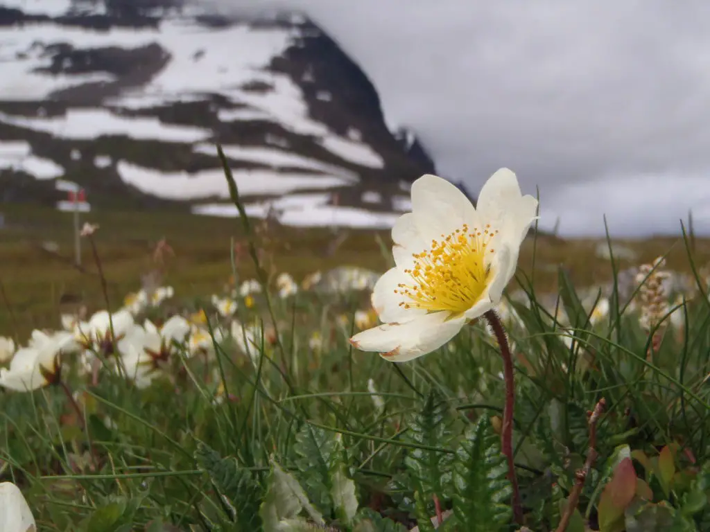 Dryas (Mountain Avens; Holtasoley) – A to Z Flowers