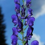 Wolfsbane (Aconitum) - Flower Meaning, Symbolism and Uses – A to Z Flowers